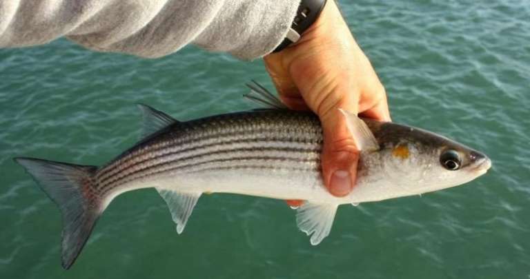 Kefal Balığı, Özellikleri, Av Zamanı | balikcil.net