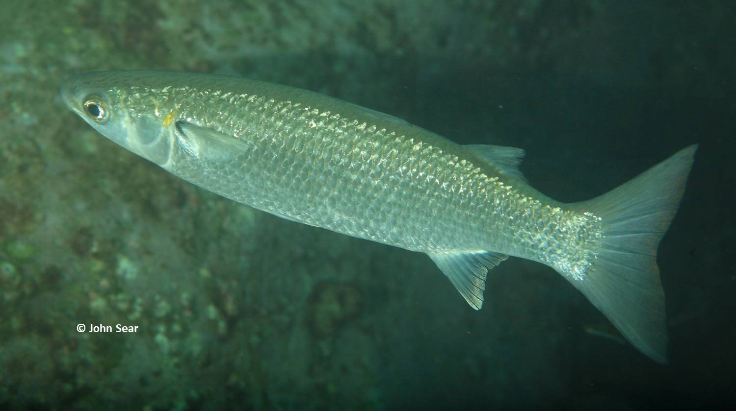 Kefal Balığı, Özellikleri, Av Zamanı | balikcil.net