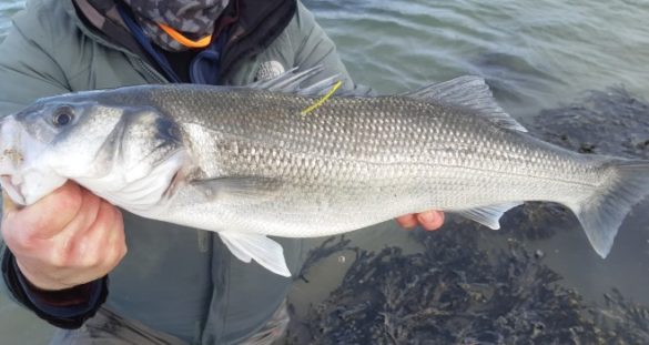 Levrek Balığı Özellikleri, Hangi Denizde Bulunur? Hangi Ayda Avlanır ...